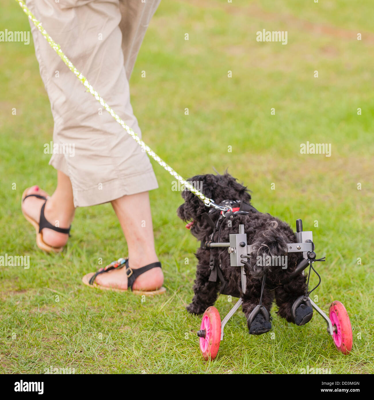 Chiens sur roues Banque de photographies et d’images à haute résolution ...