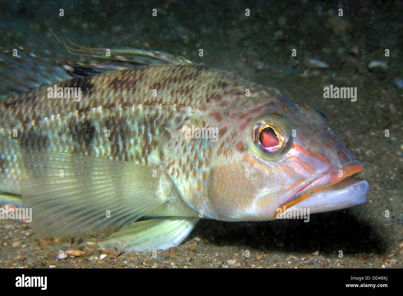 Loup de mer Banque de photographies et d’images à haute résolution - Alamy