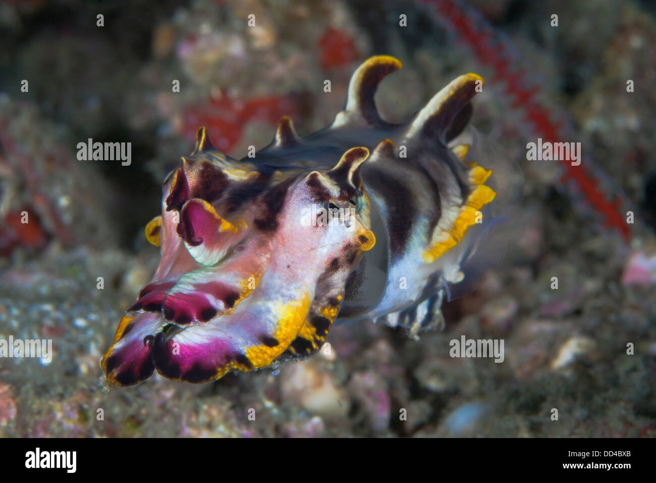Couleurs de camouflage Banque de photographies et d’images à haute ...