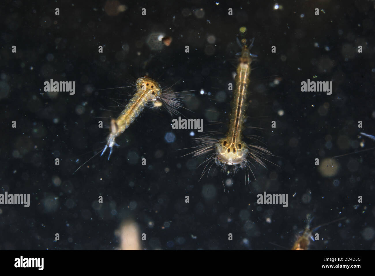 Mosquito larvae Banque de photographies et d’images à haute résolution ...
