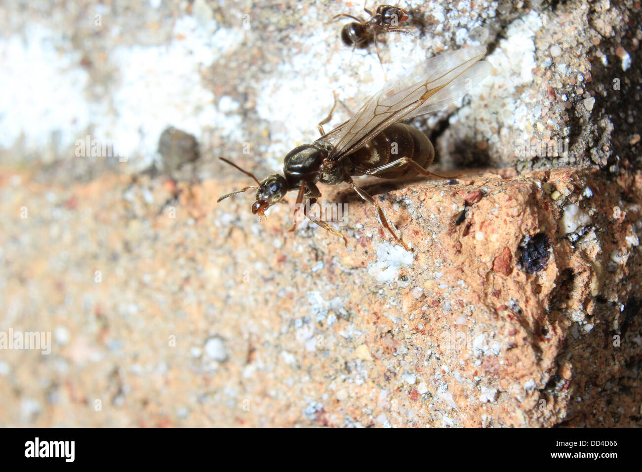 Reine fourmi volante Banque de photographies et d’images à haute ...