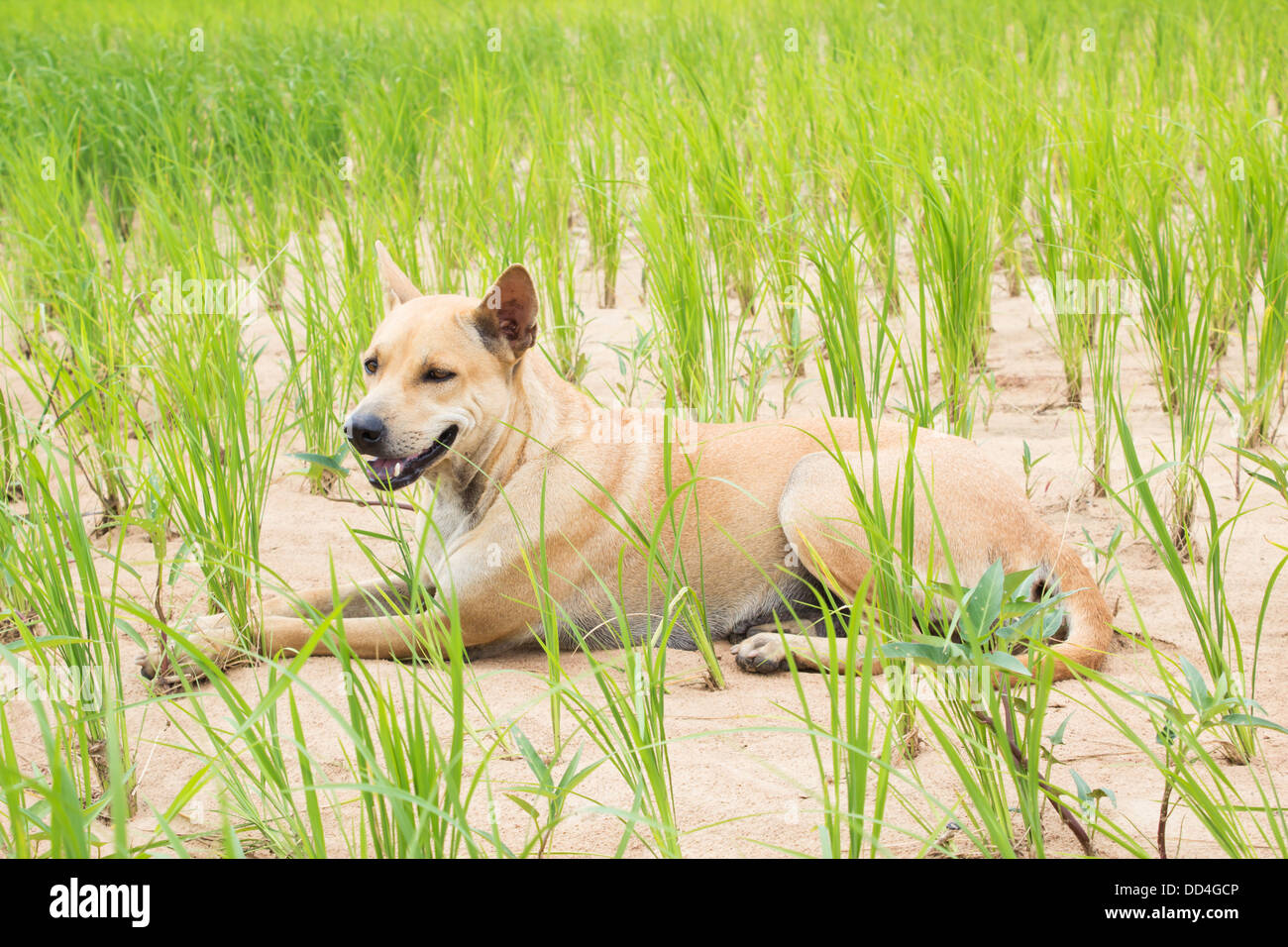 Chien de riz Banque de photographies et d’images à haute résolution - Alamy