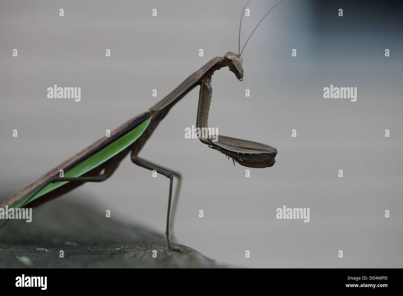 Insecte mante religieuse Banque de photographies et d’images à haute ...
