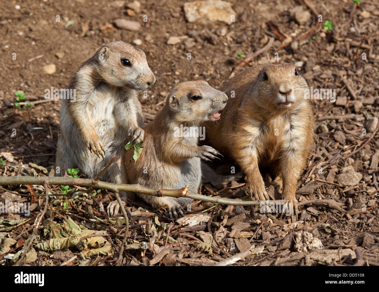 Famille de chiens de prairie Banque de photographies et d’images à ...