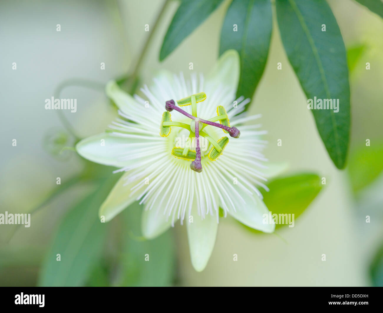 Fleur de passion commune Banque de photographies et d’images à haute ...