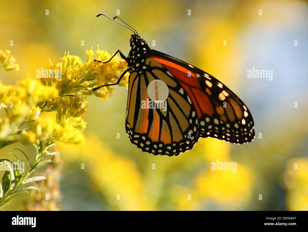 Butterfly migration Banque de photographies et d’images à haute ...