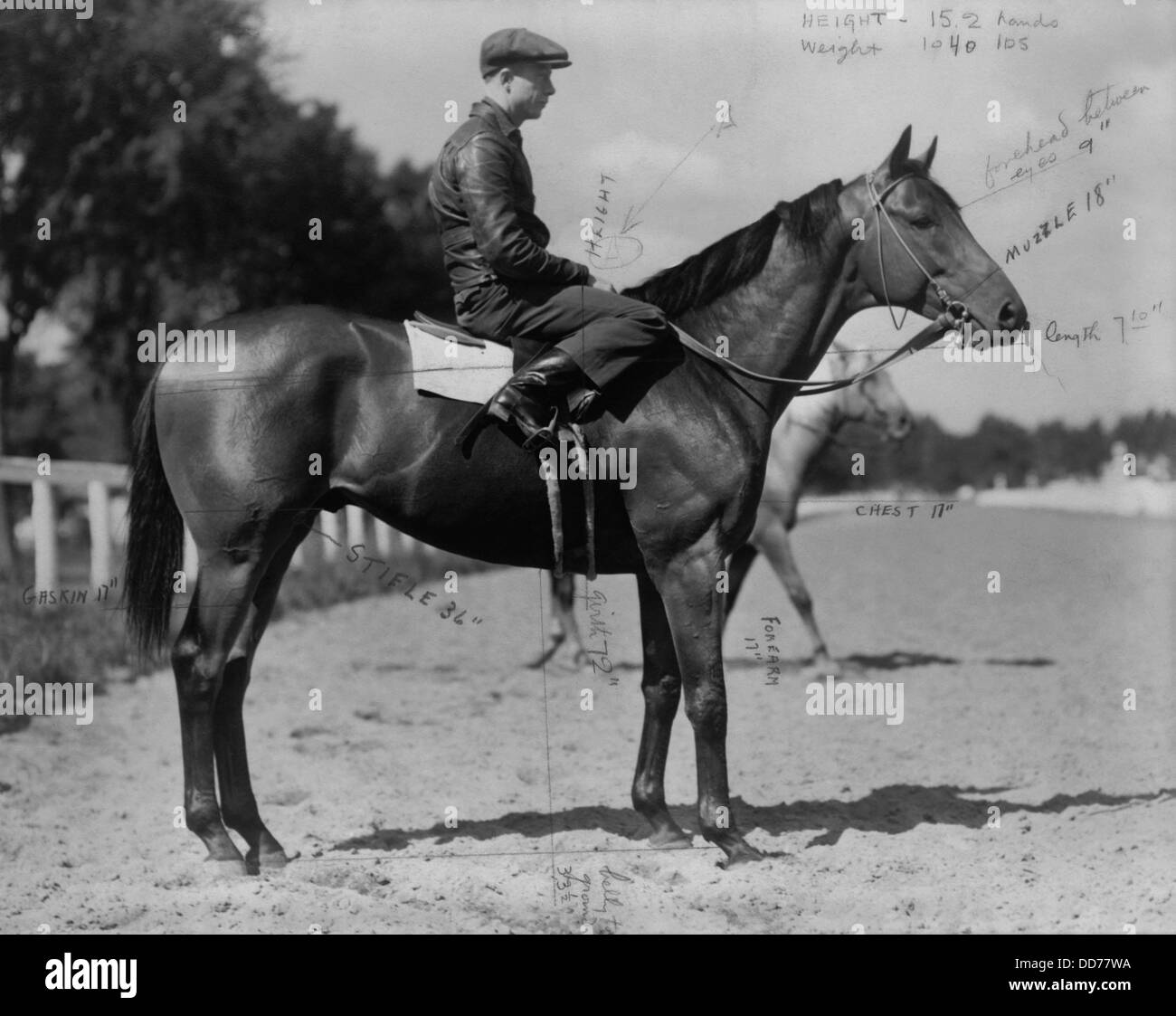 Red pollard Banque d'images noir et blanc - Alamy