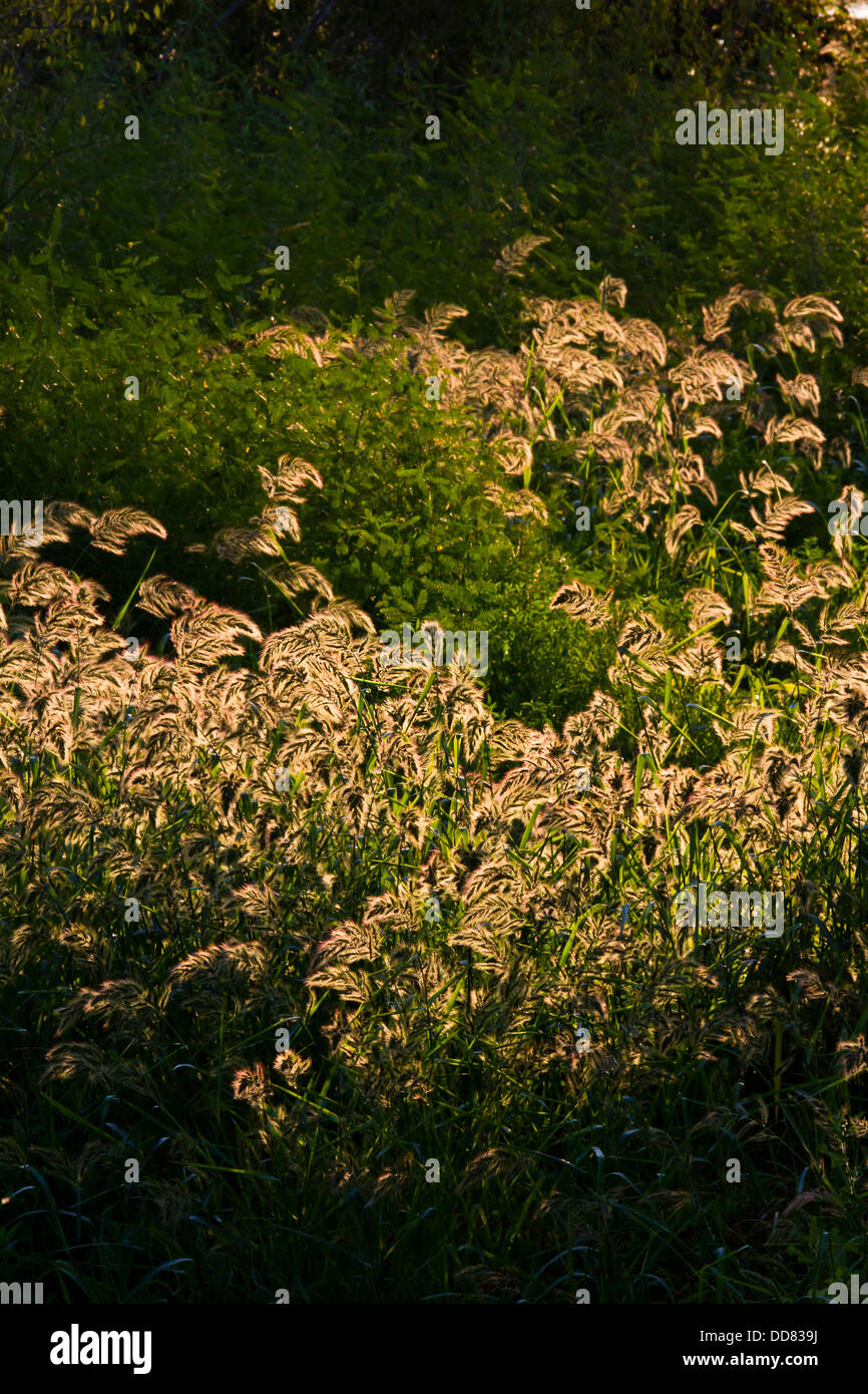 Panicum sp Banque de photographies et d’images à haute résolution - Alamy