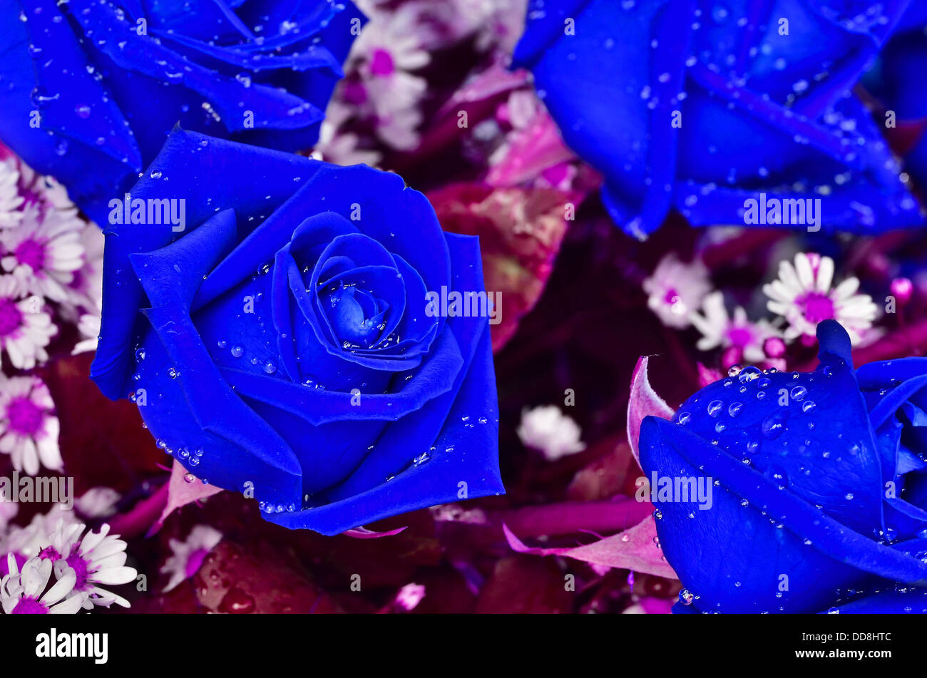 Rose bleue Banque de photographies et d’images à haute résolution - Alamy