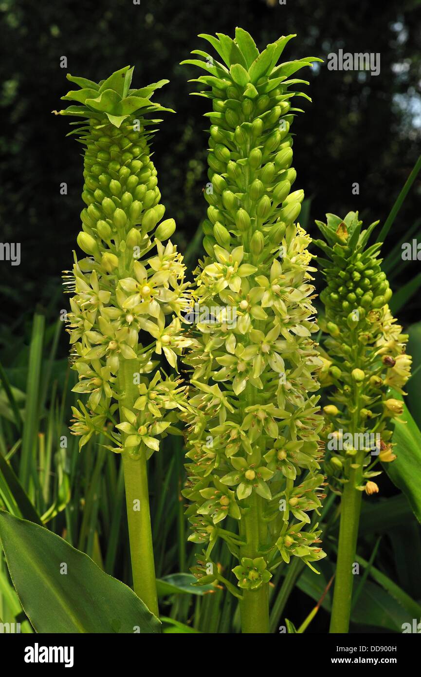 Eucomis pallidiflora Banque de photographies et d’images à haute ...