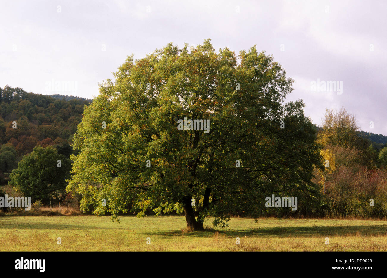 Quercus humilis Banque de photographies et d’images à haute résolution ...