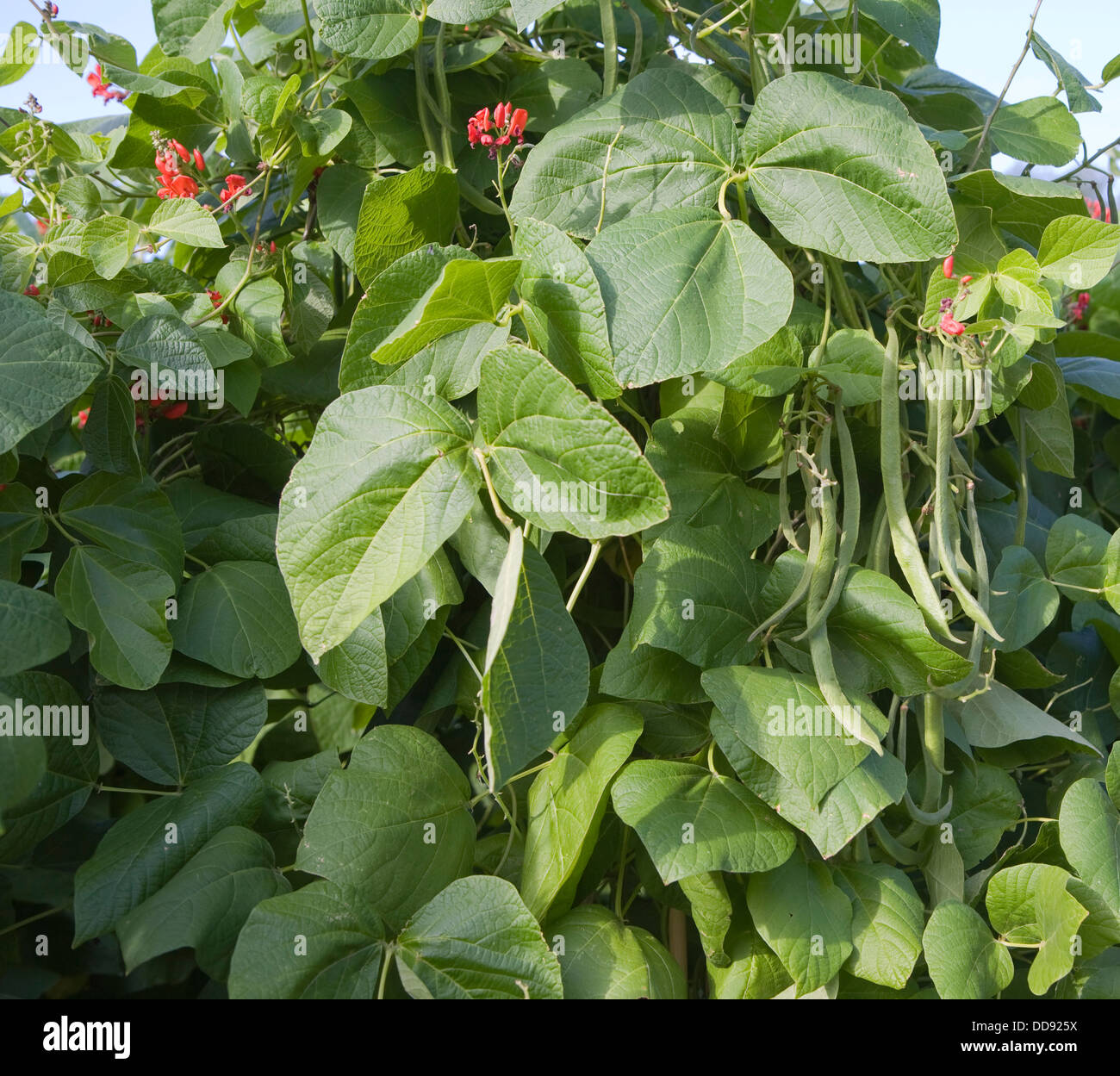 Fleurs de haricots verts Banque de photographies et d’images à haute ...