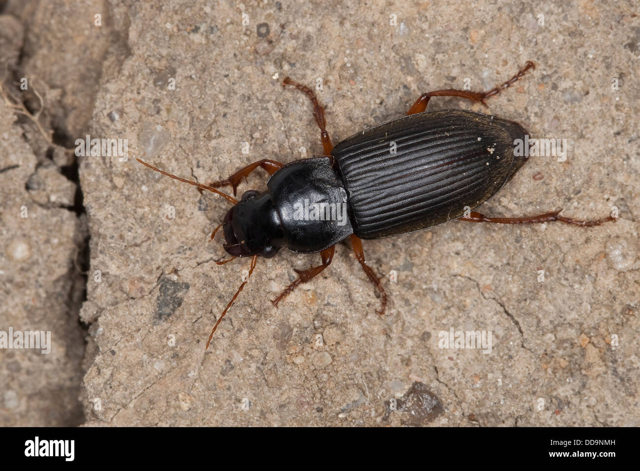 Harpalus rufipes Banque de photographies et d’images à haute résolution ...