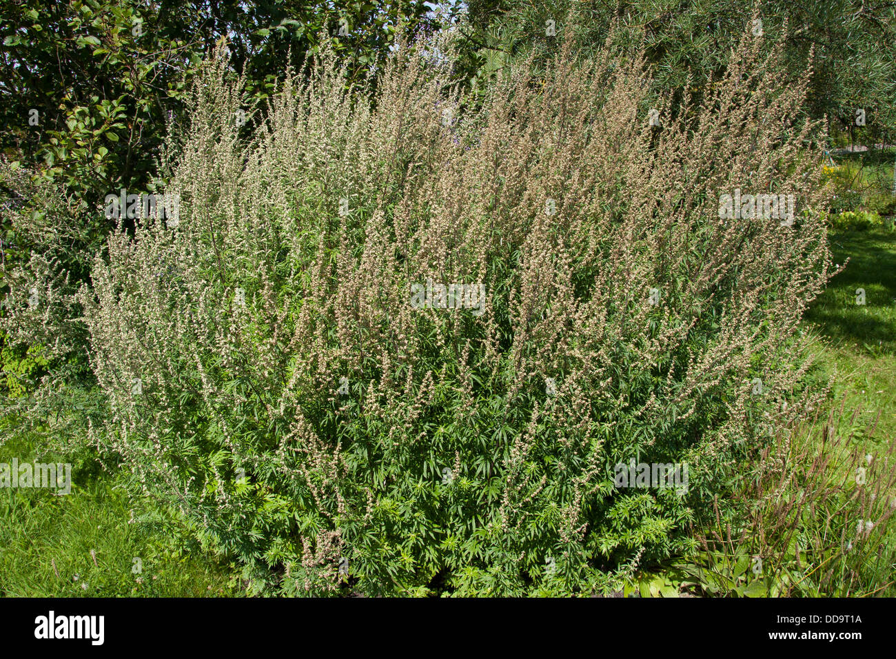L'armoise, absinthe, Gewöhnlicher commun, Beifuß Beifuss, Artemisia ...