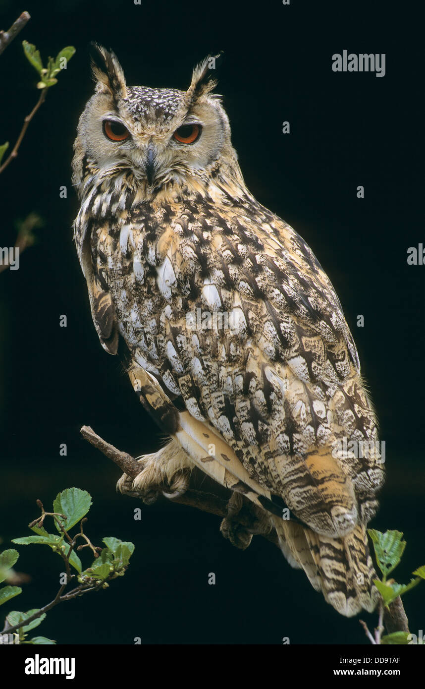 Lacteus indien, Rock, Bengal lacteus, Bengalen-Uhu Bengalenuhu lacteus ...