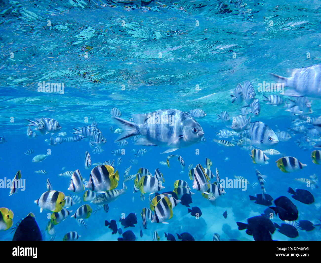 Poissons tropicaux. Bora Bora. Polynésie Française Photo Stock - Alamy