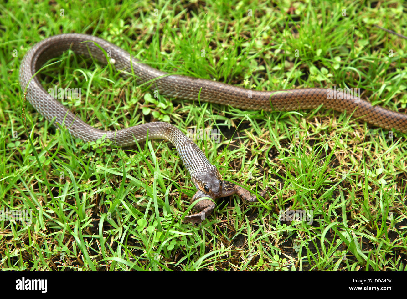 Serpent avaler un crapaud Photo Stock - Alamy