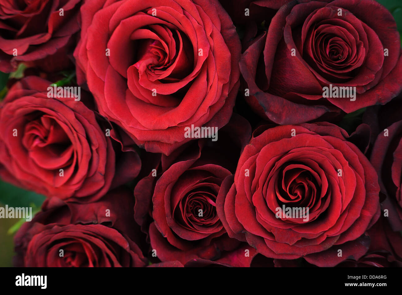 Bouquet de rose rouge Banque de photographies et d’images à haute ...