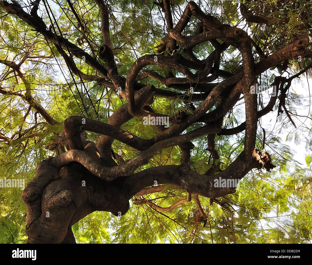 Grand arbre tordu Banque de photographies et d’images à haute ...