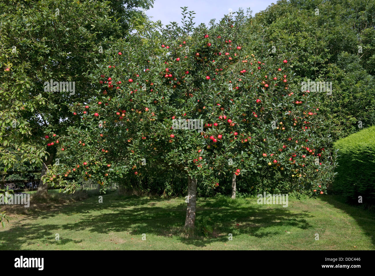 Fruit rouge dans un arbre Banque de photographies et d’images à haute ...