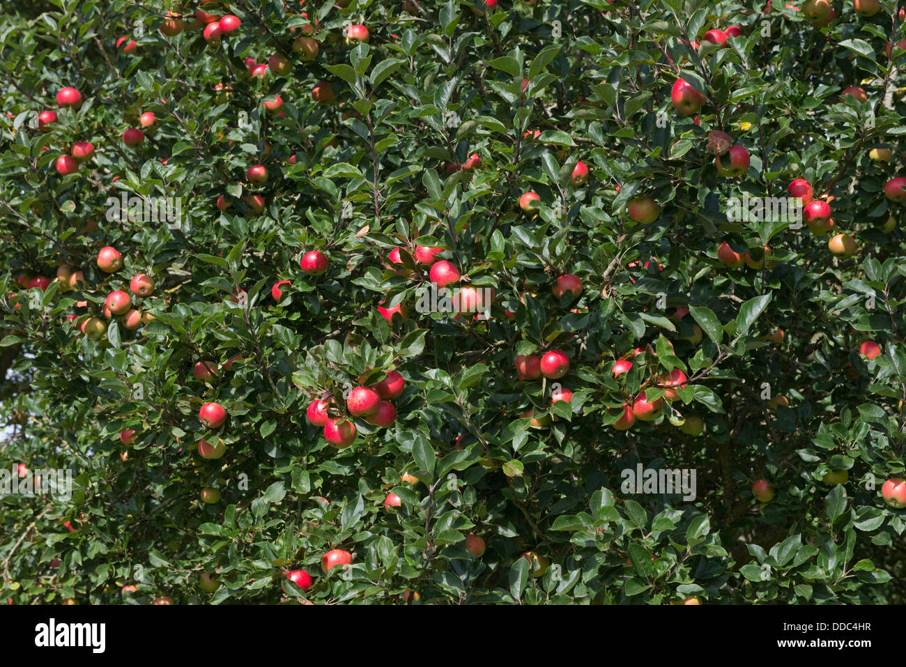 Fruit rouge dans un arbre Banque de photographies et d’images à haute ...