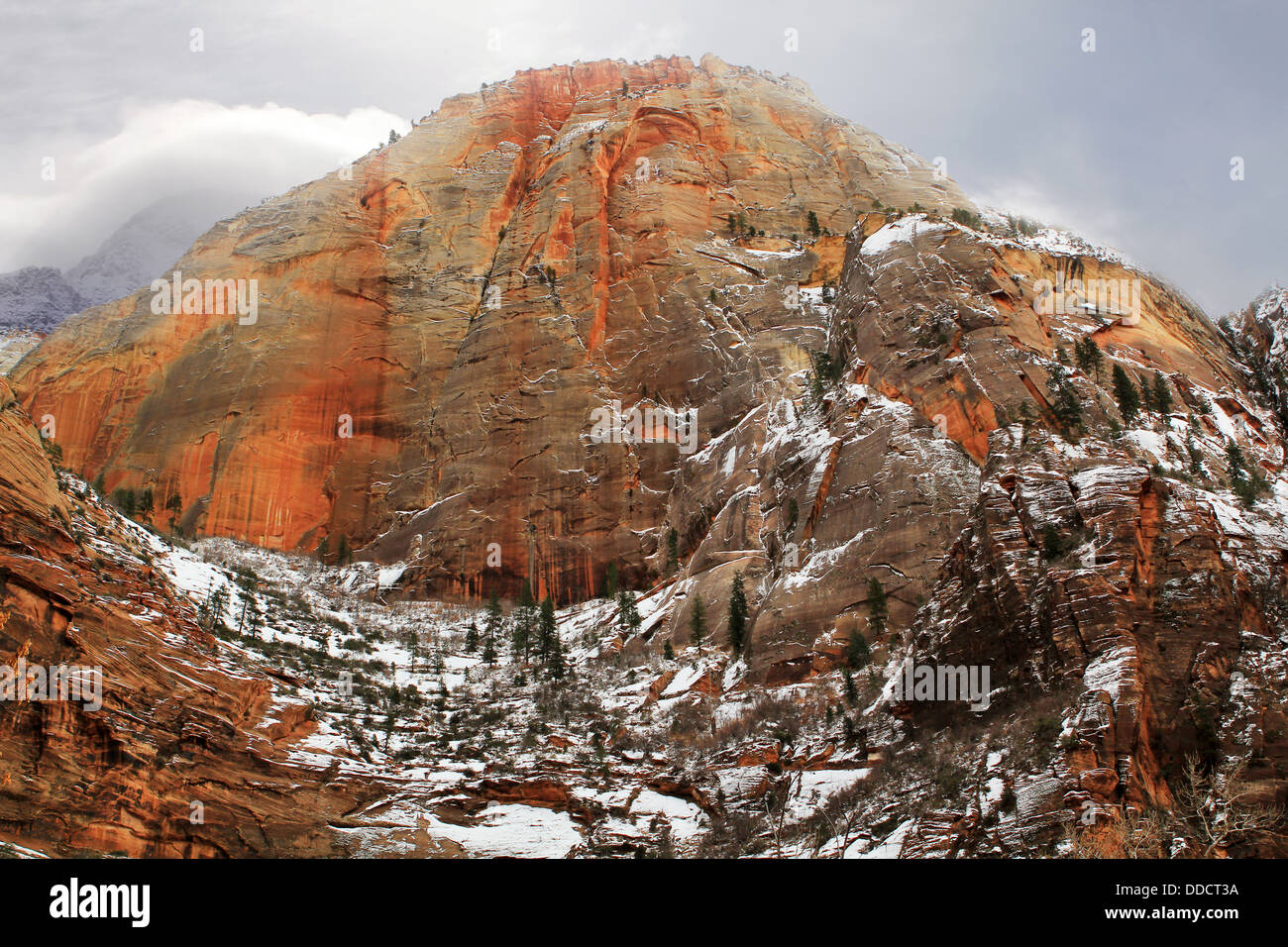 Belle nageoire rouge Banque de photographies et d’images à haute ...