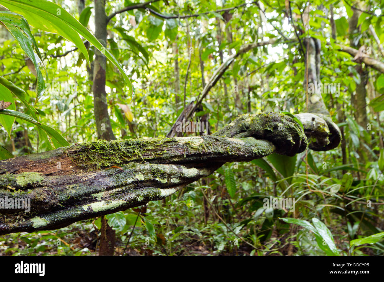 Les lianes serpentant à travers la forêt tropicale en Amazonie ...