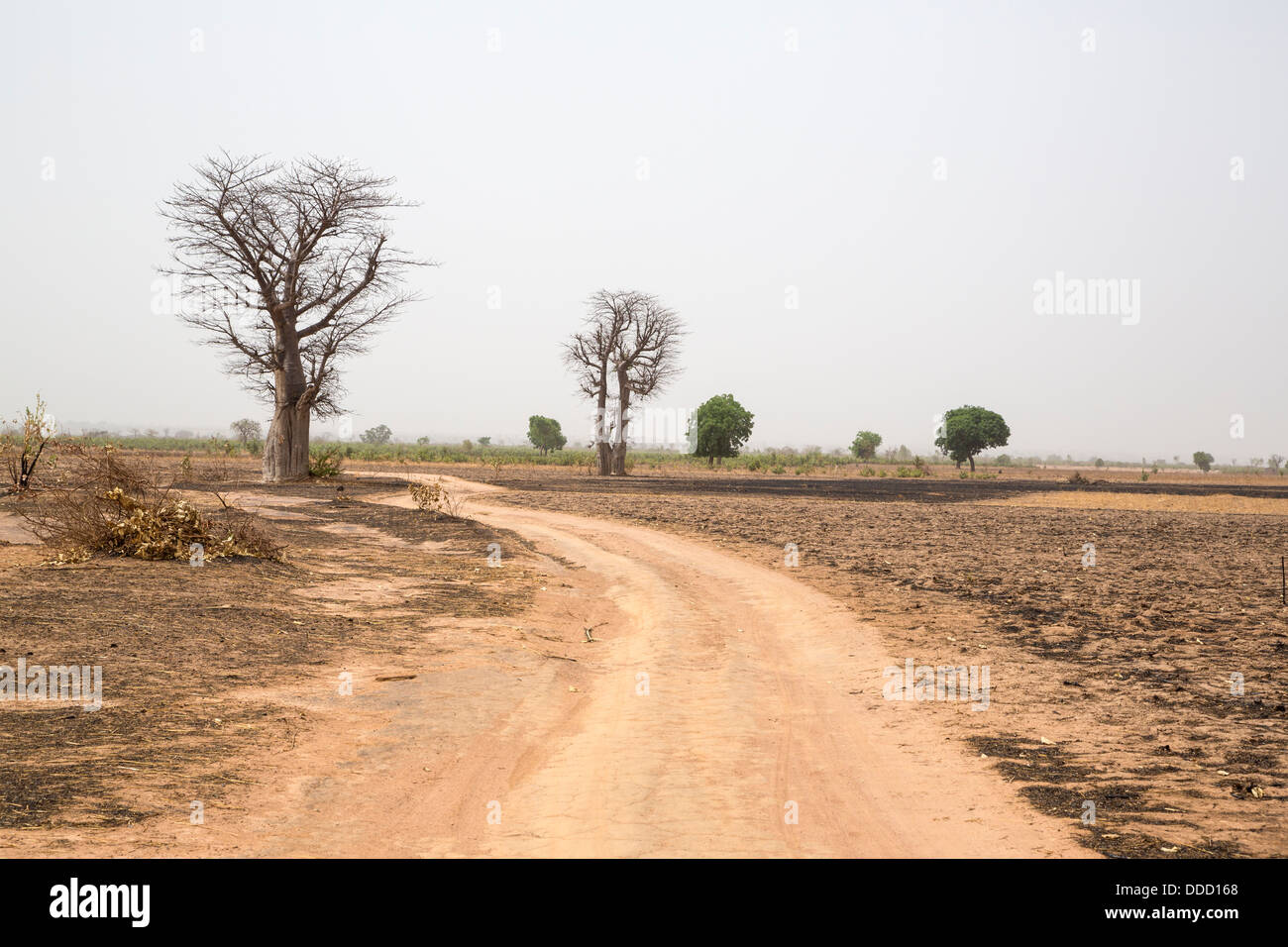 Africa african kaolack sahel senegal senegalese Banque de photographies ...
