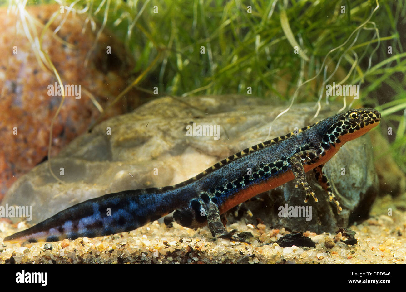 Triton alpestre, mâle, bergmolch, alpenmolch, männchen, molch ...