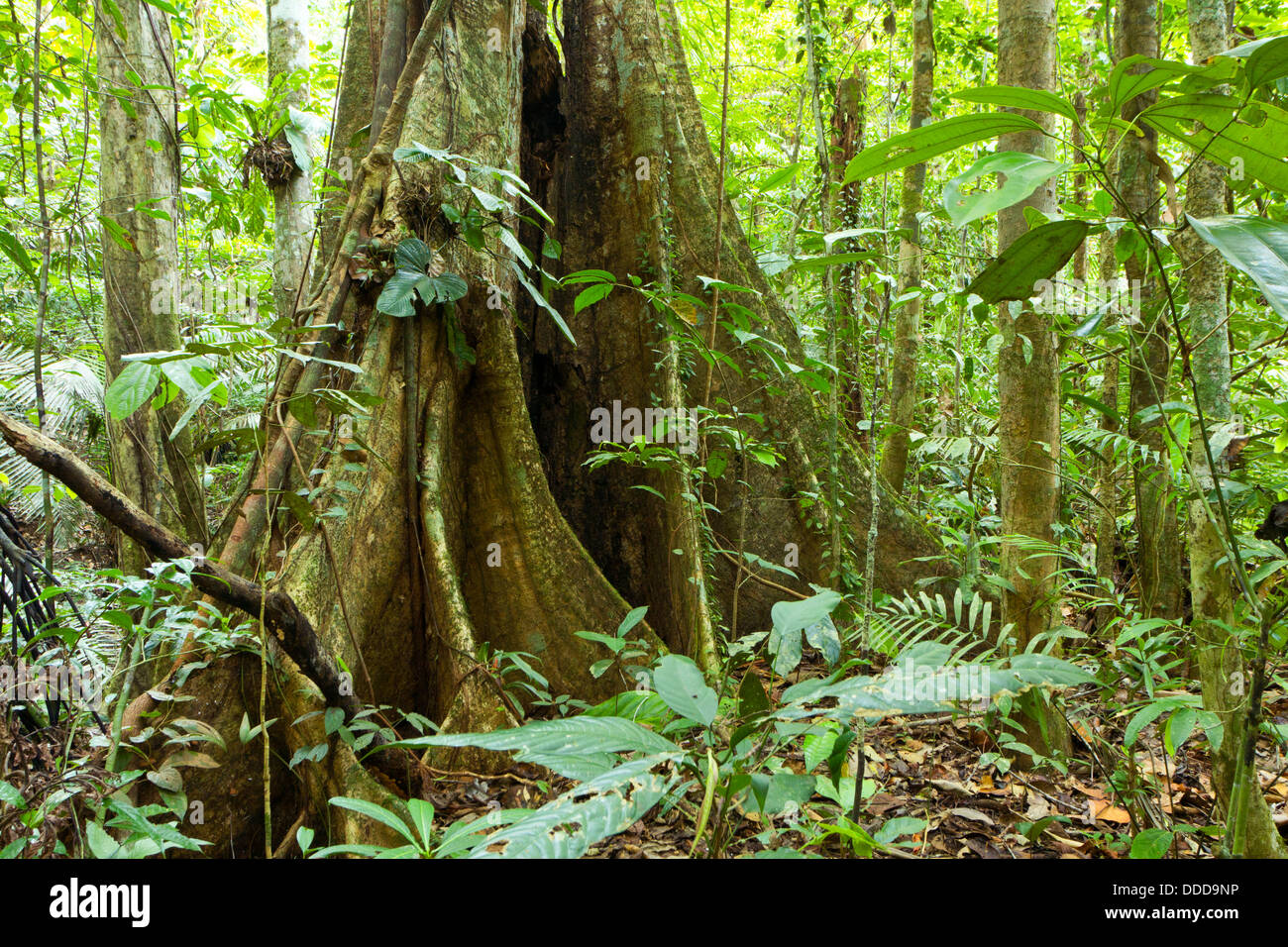 Arbre aux racines contrefort de plus en forêt vierge en Amazonie ...