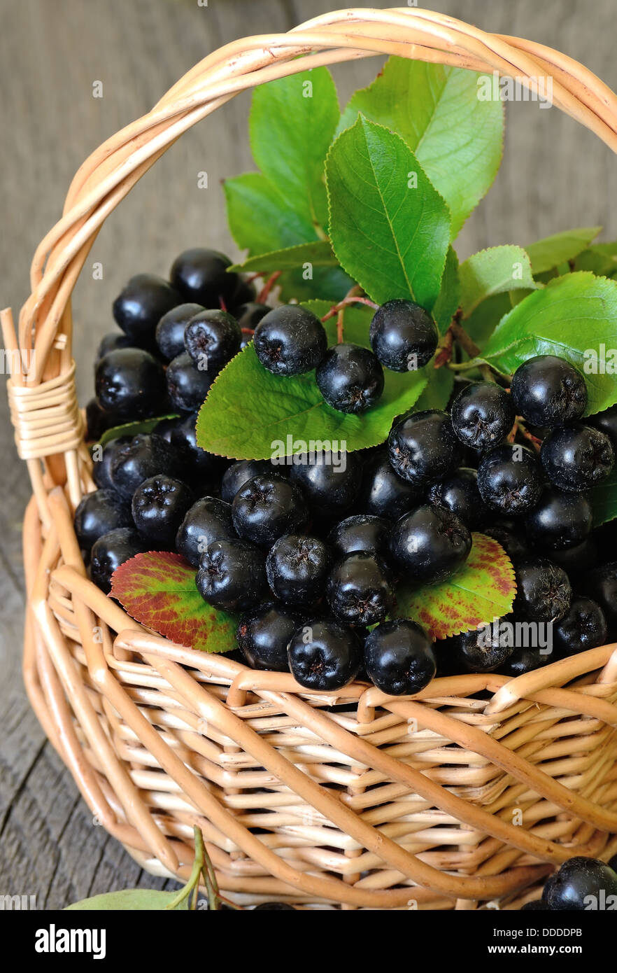 Aronia melanocarpa Banque de photographies et d’images à haute ...