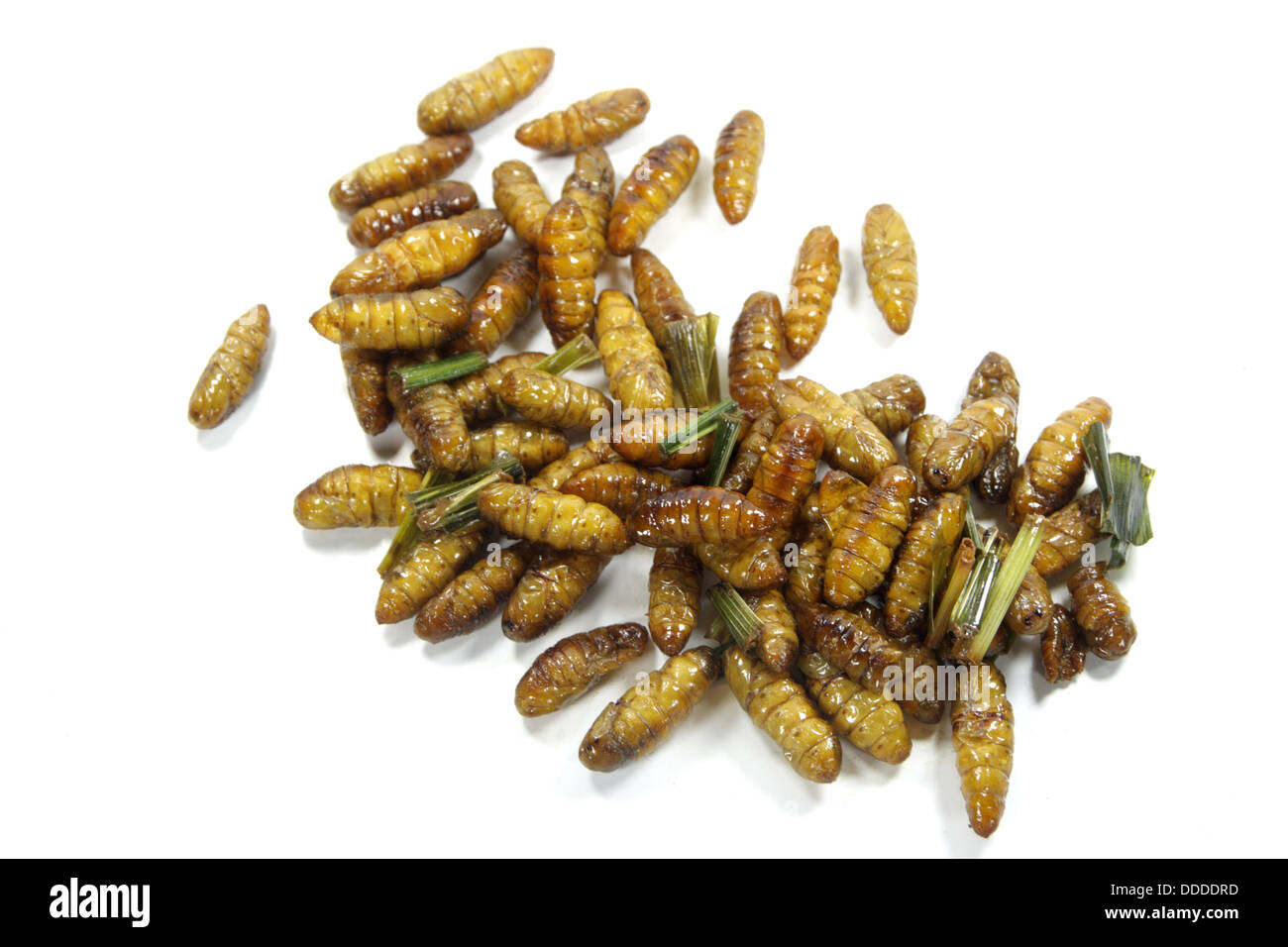 Insecte frit Banque de photographies et d’images à haute résolution - Alamy