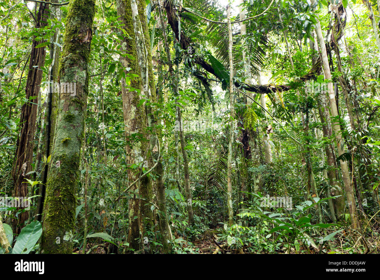 Les lianes serpentant à travers la forêt tropicale en Amazonie ...