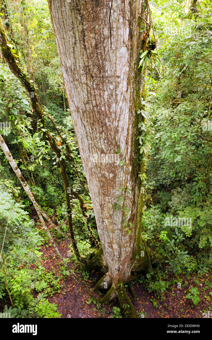 Arbre ceibo ceiba Banque de photographies et d’images à haute ...