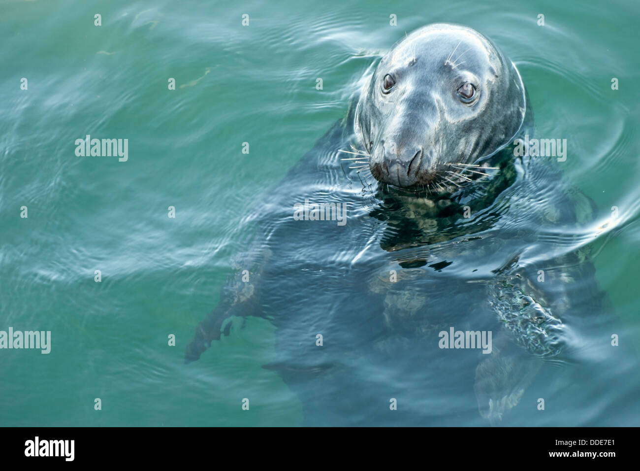 Phoque commun Banque de photographies et d’images à haute résolution ...