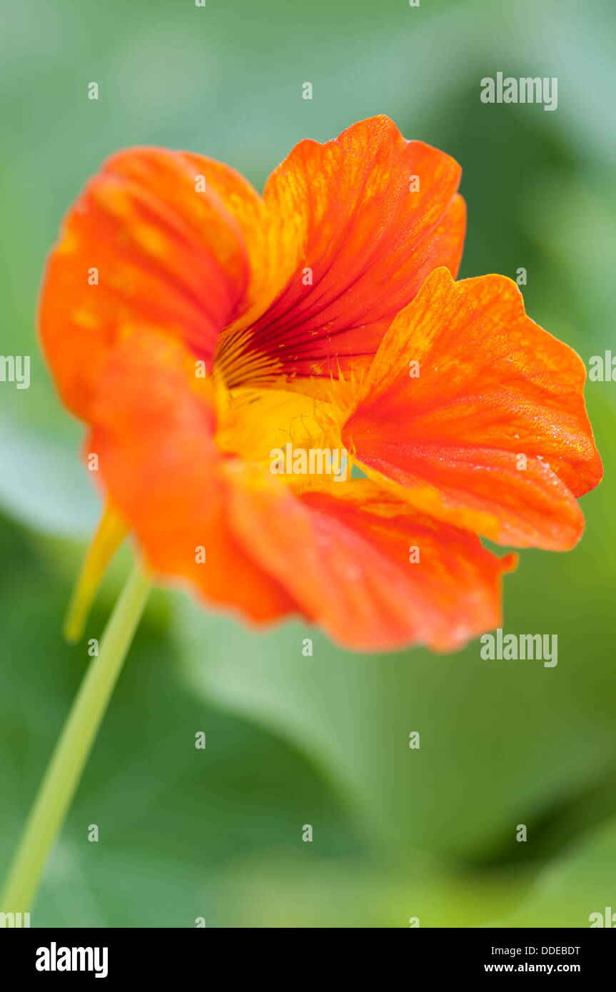 Indian cress Banque de photographies et d’images à haute résolution - Alamy