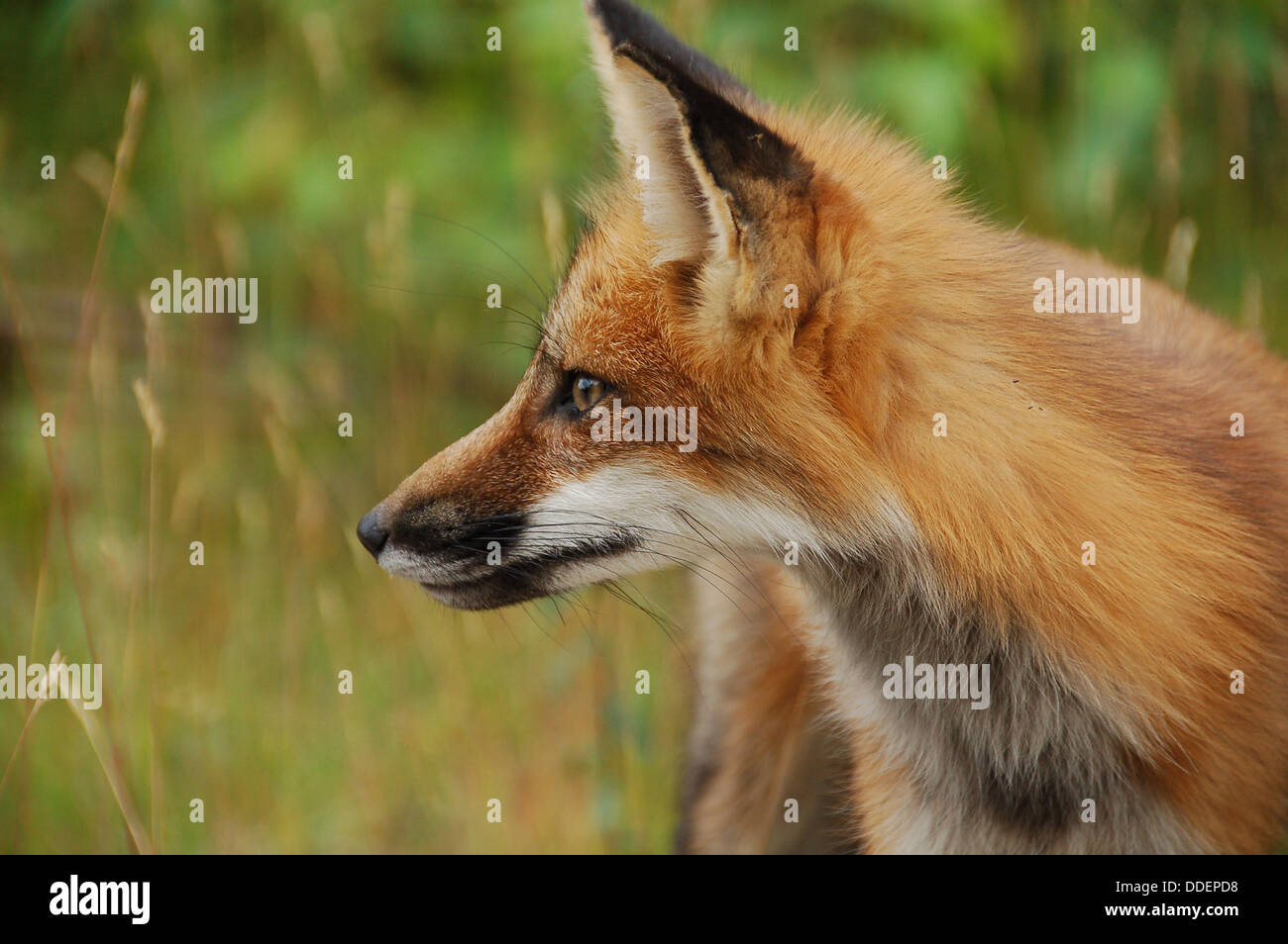 Red Fox Profile Banque d'image et photos - Alamy