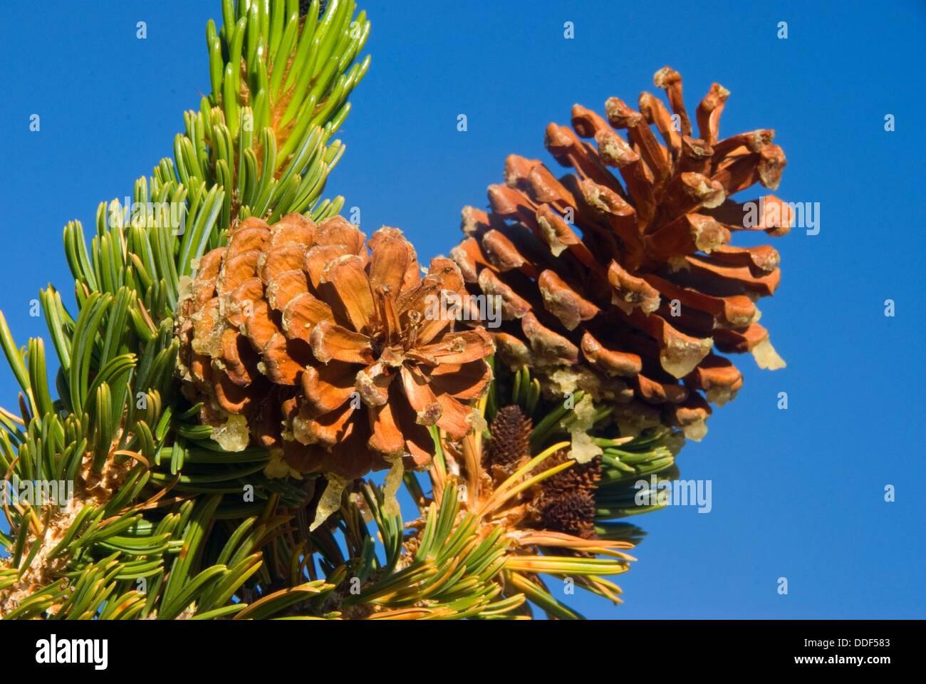 Bristlecone pine national scenic byway Banque de photographies et d ...