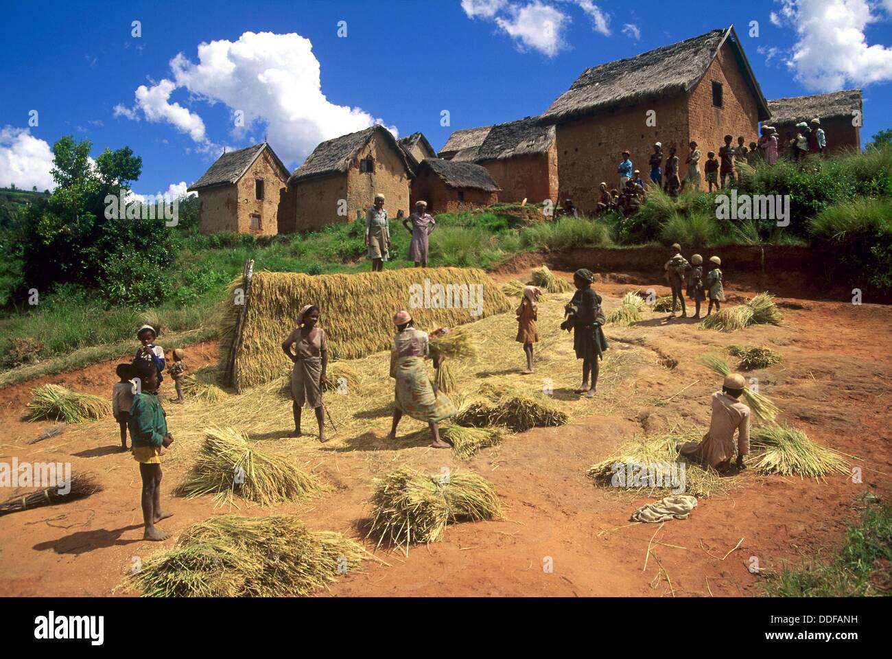 La récolte de riz dans un village des hauts plateaux du centre ...