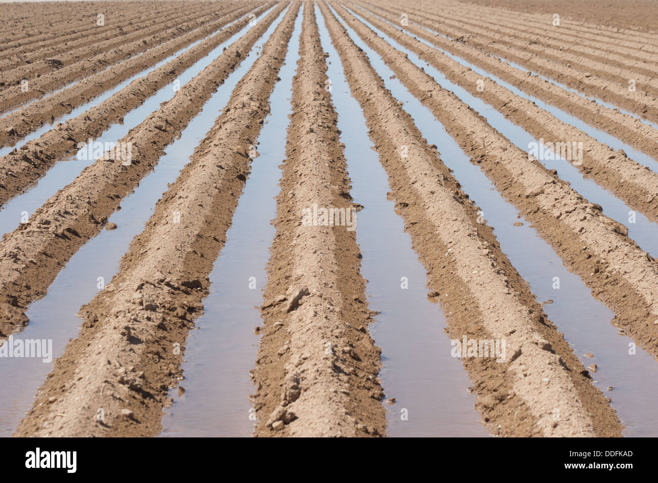 Irrigation par inondation Banque de photographies et d’images à haute ...