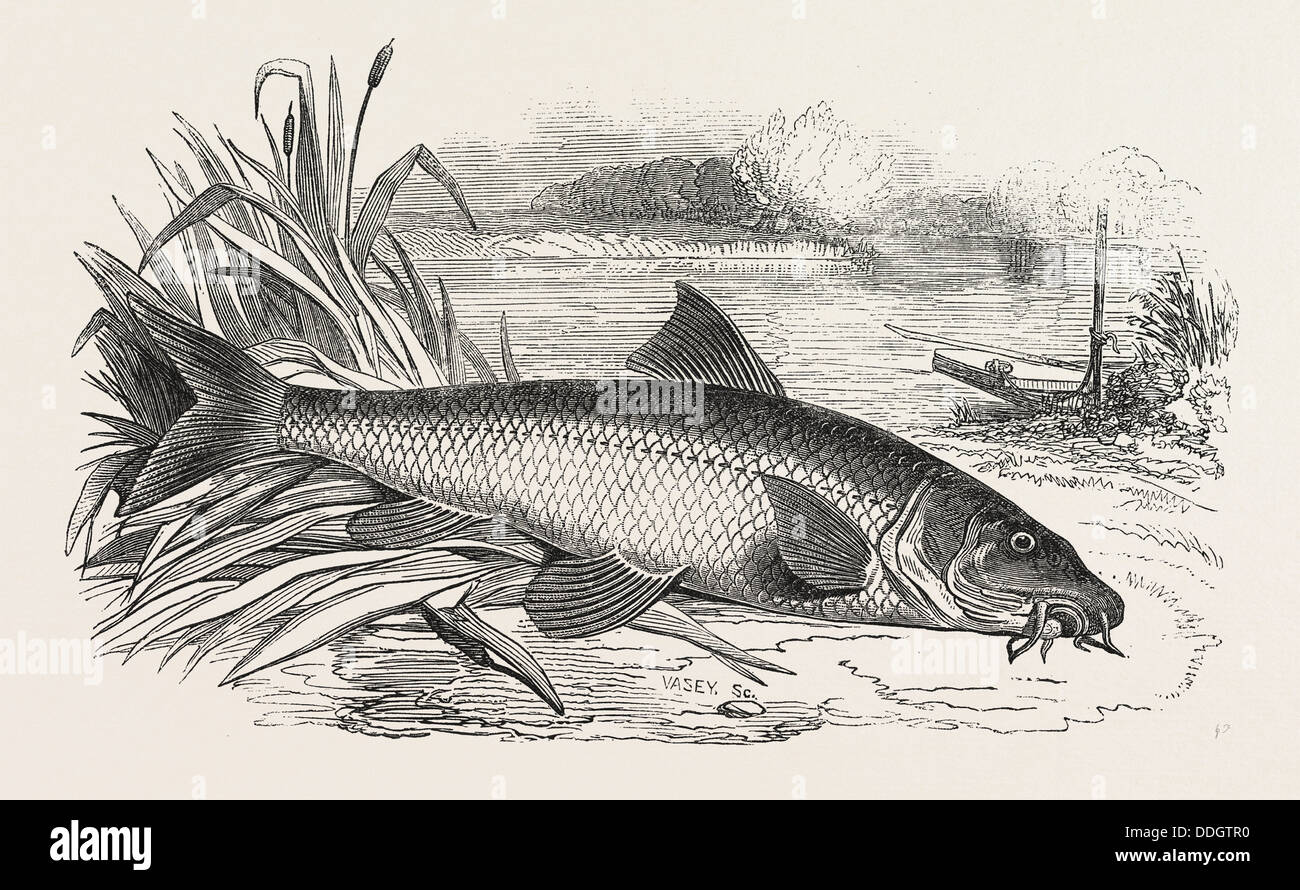 Poisson d’eau douce avec barbillons Banque de photographies et d’images ...