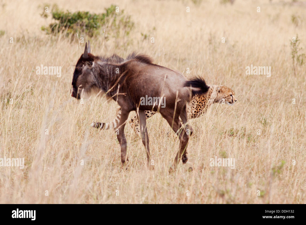 Gnou chasse gnou Banque de photographies et d’images à haute résolution - Alamy