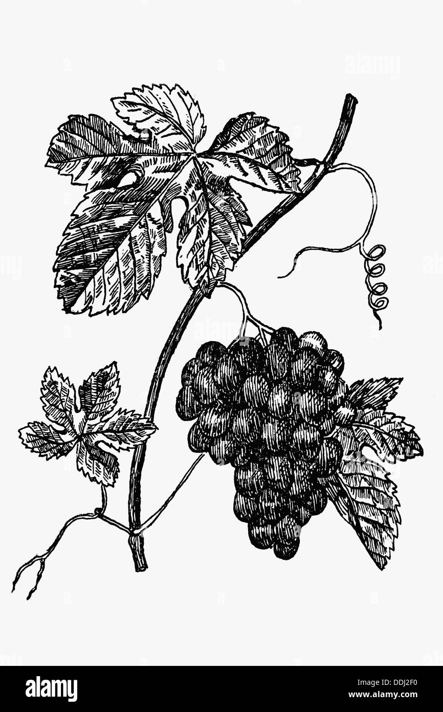 Dessin de grappe de raisin Banque d'images détourées - Alamy