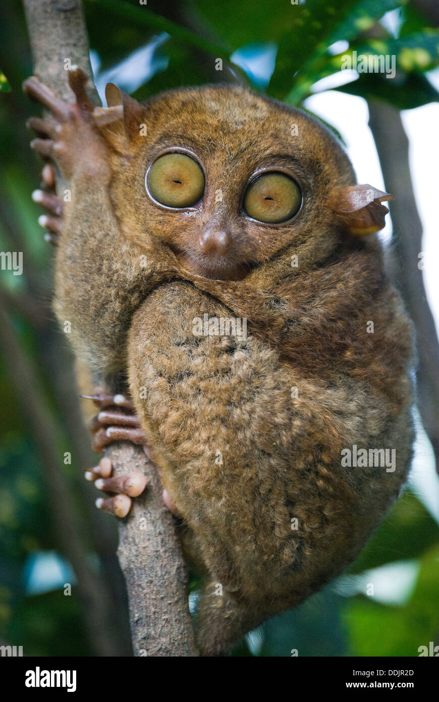 Philippine tarsier Banque de photographies et d’images à haute ...