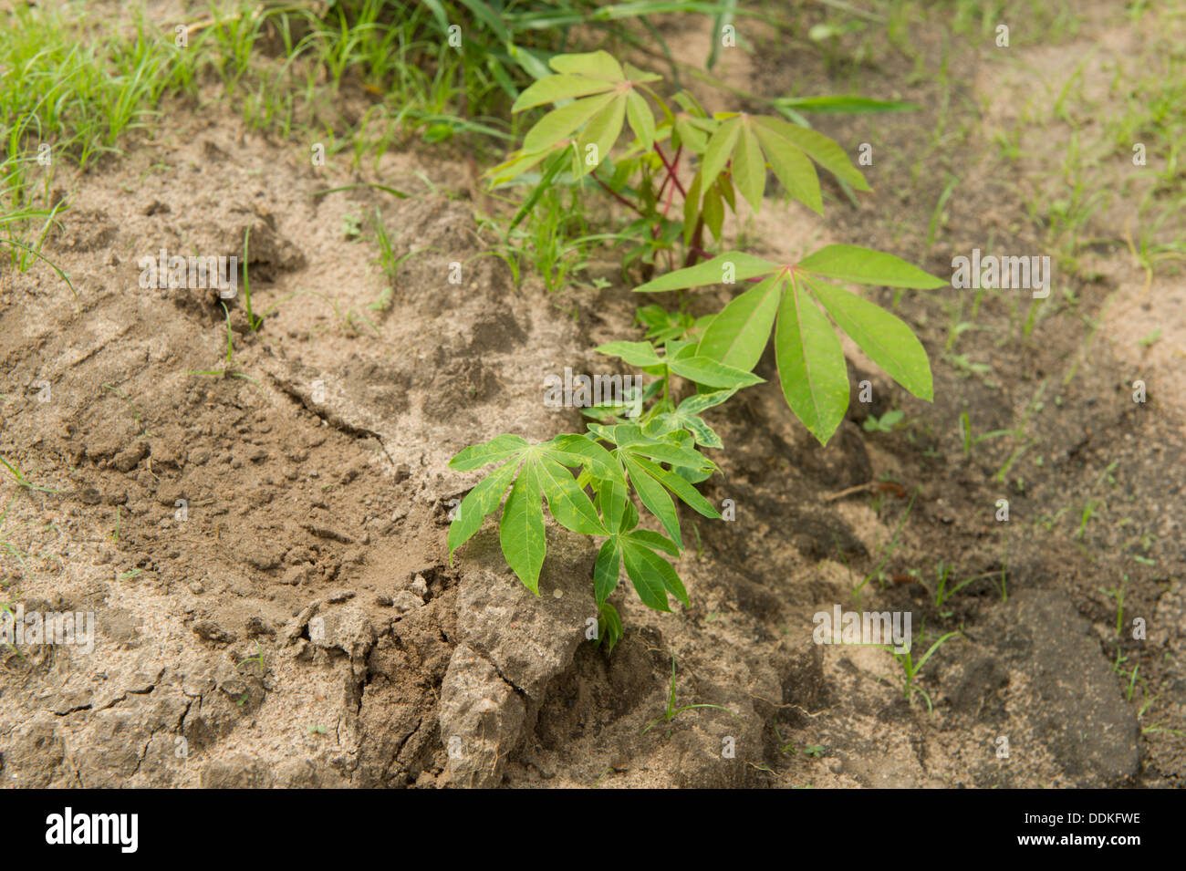 Champ de manioc Banque de photographies et d’images à haute résolution ...