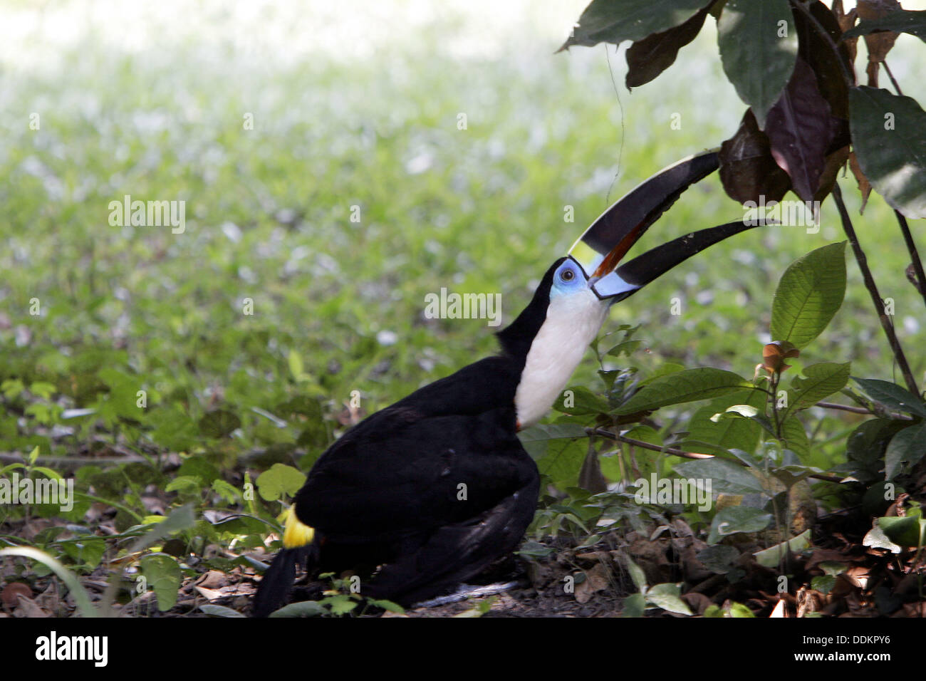 Toucan amazon peru Banque d'image et photos - Alamy