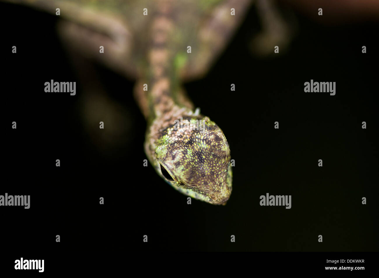 Flying lizard draco volans Banque de photographies et d’images à haute ...