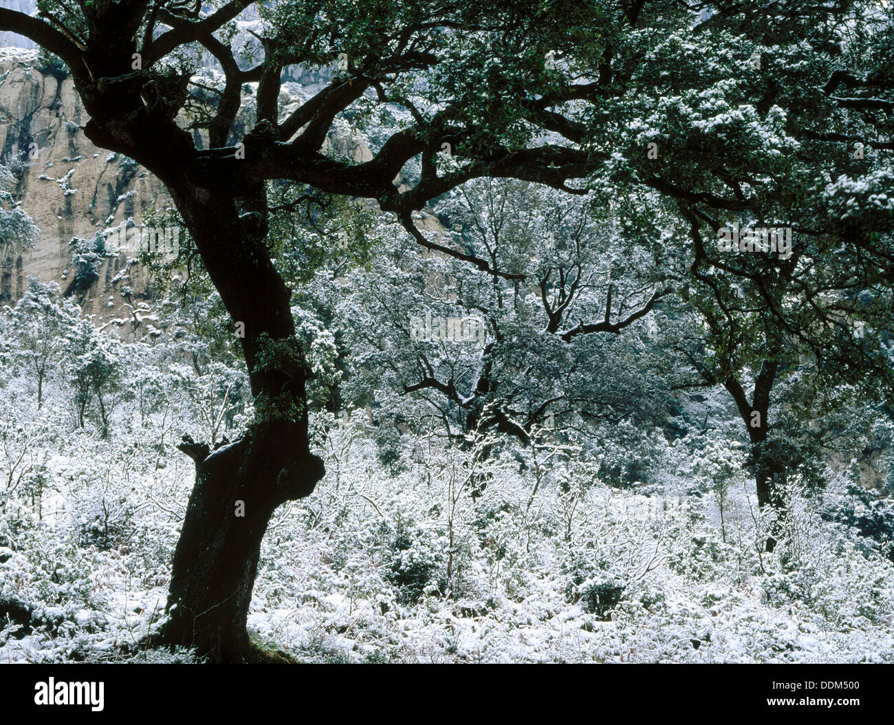 Quercus ilex snow Banque de photographies et d’images à haute ...