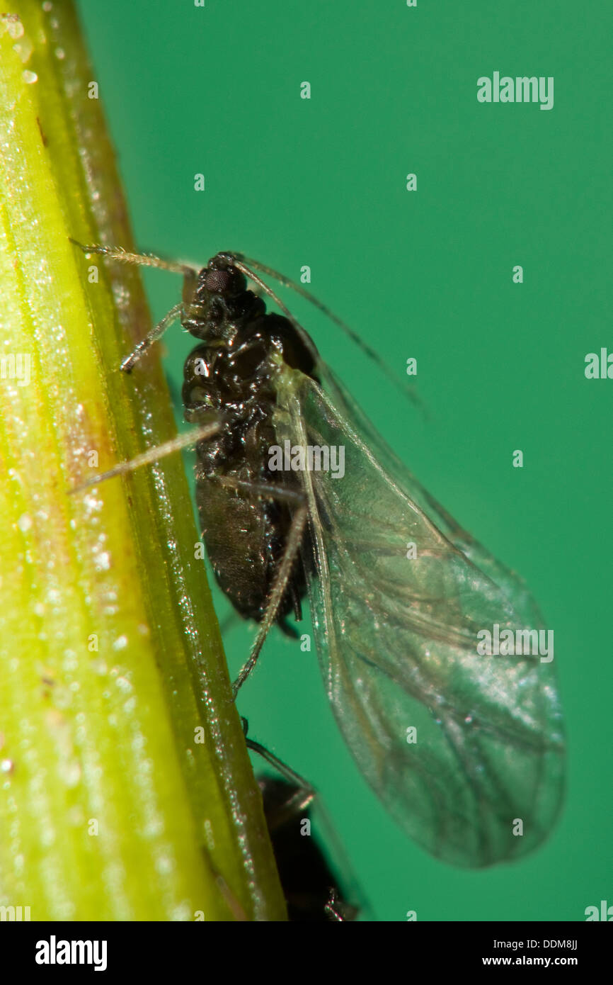 Pucerons de simulie Banque de photographies et d’images à haute ...
