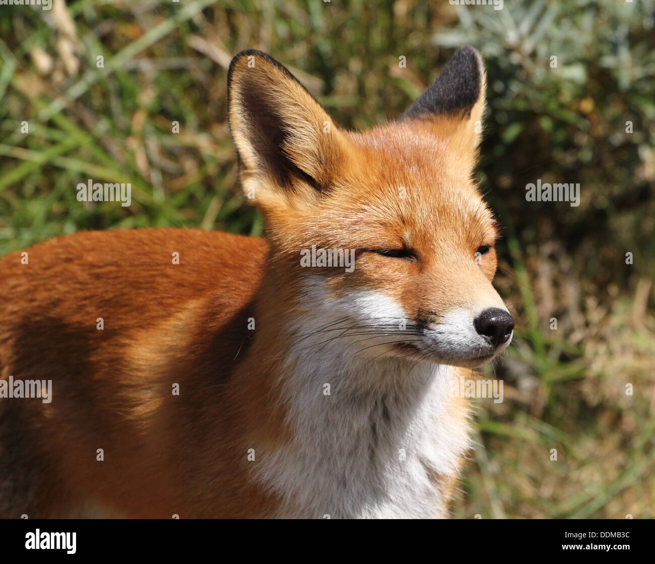 European fox Banque de photographies et d’images à haute résolution - Alamy